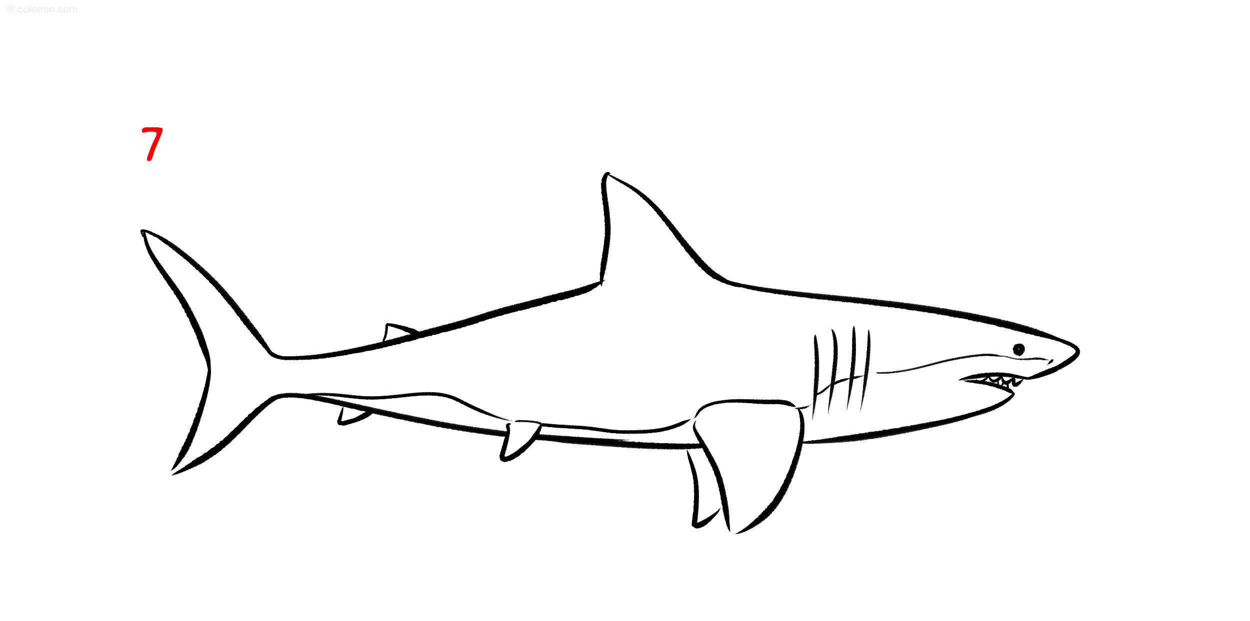 Shark Drawing Ideas How To Draw A Shark Step By Step