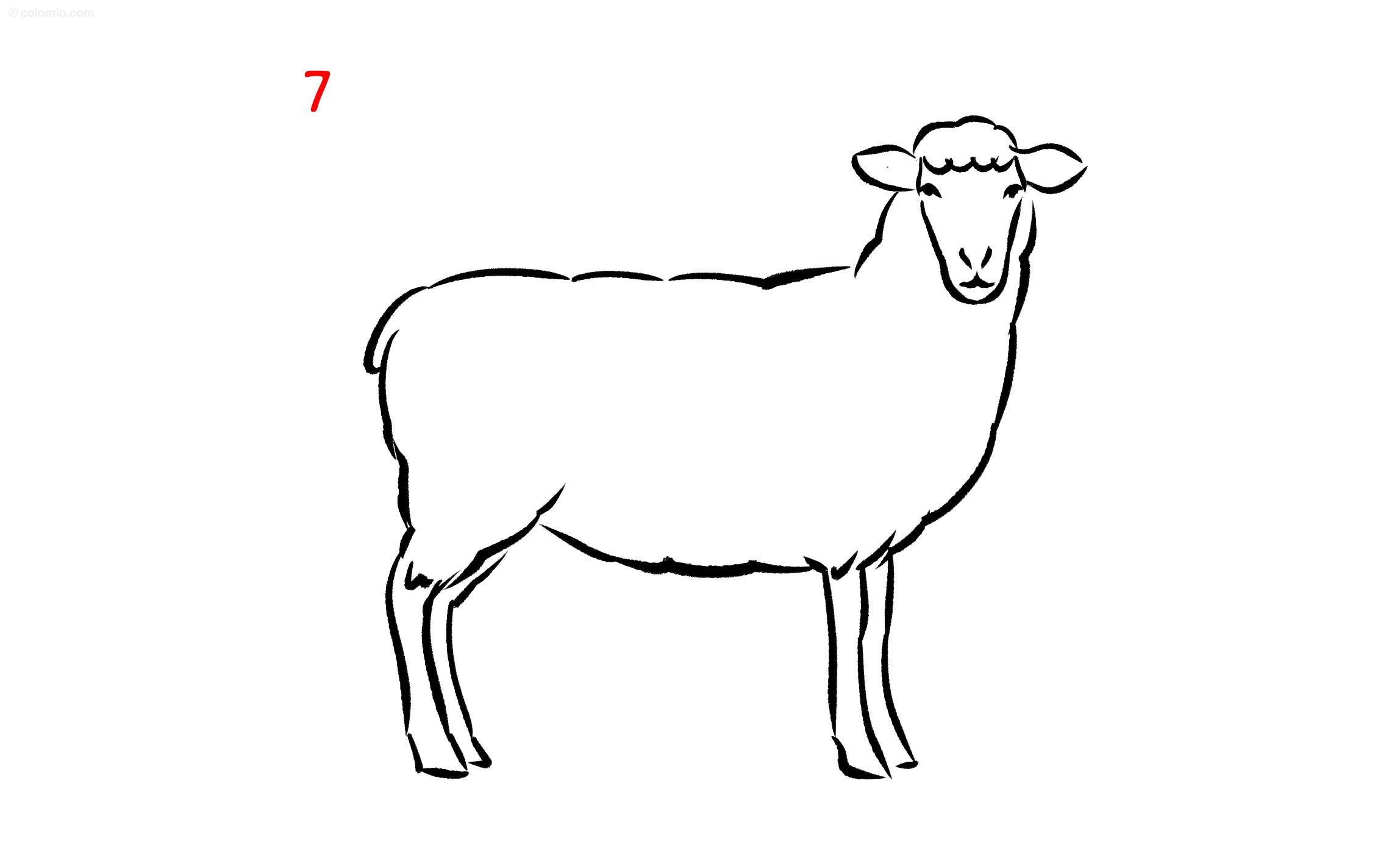 Easy Sheep Drawings