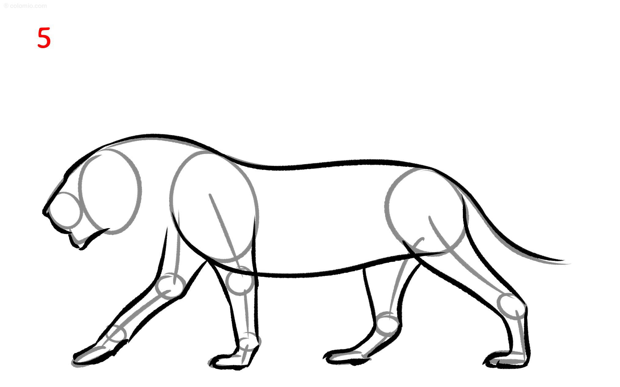 How To Draw A Lion Full Body Infoupdate