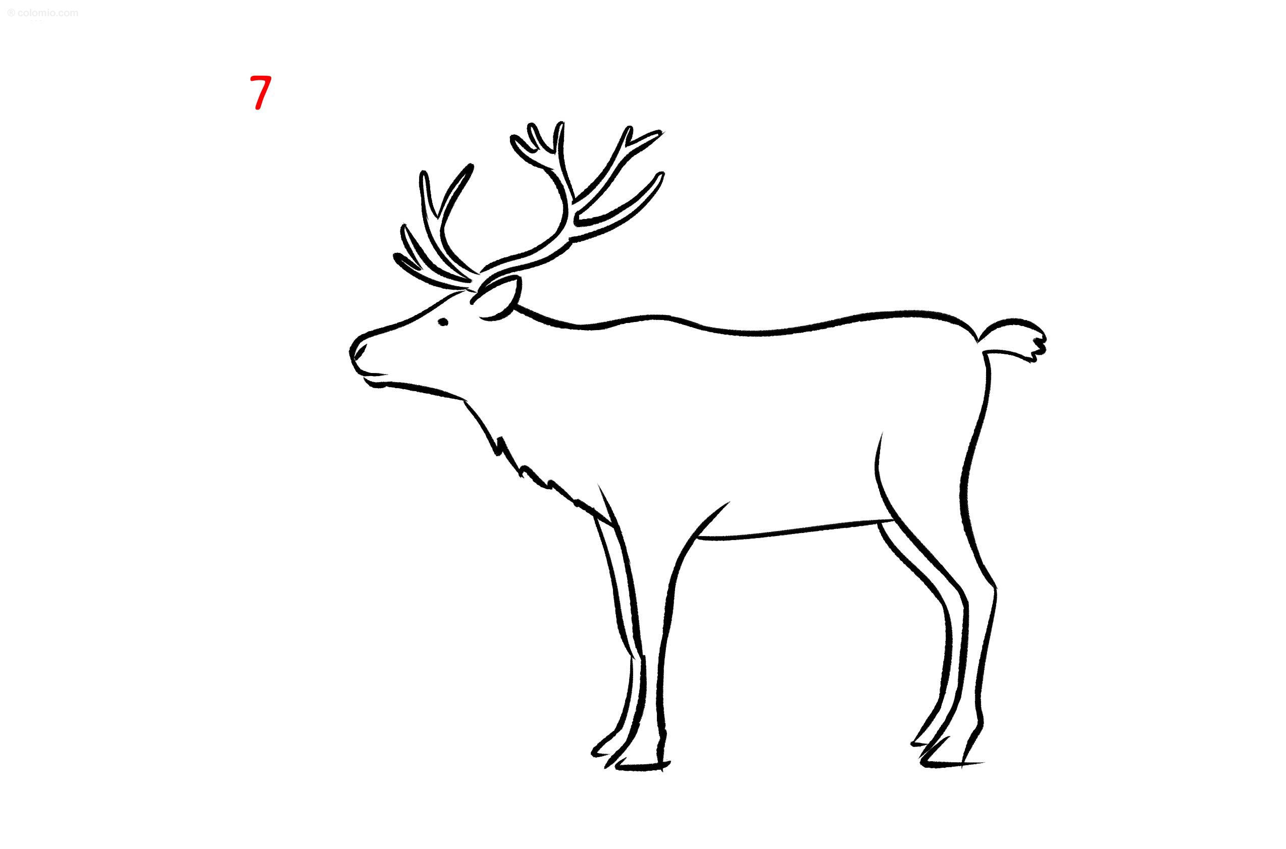How To Draw A Reindeer Reindeer Drawing Ideas