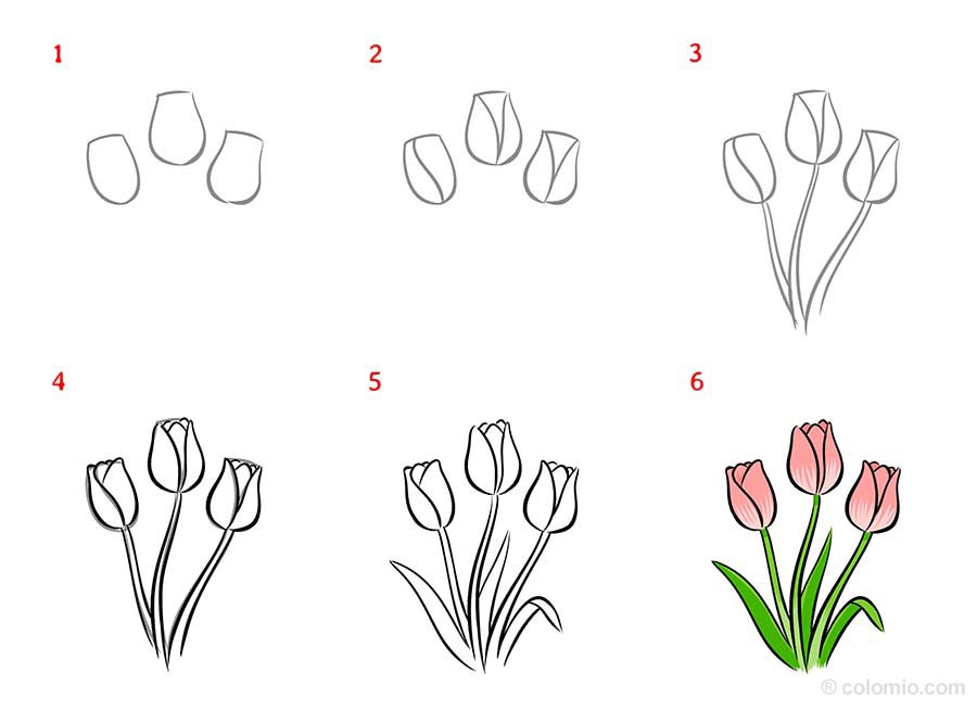 Tulip Drawing How To Draw A Tulip